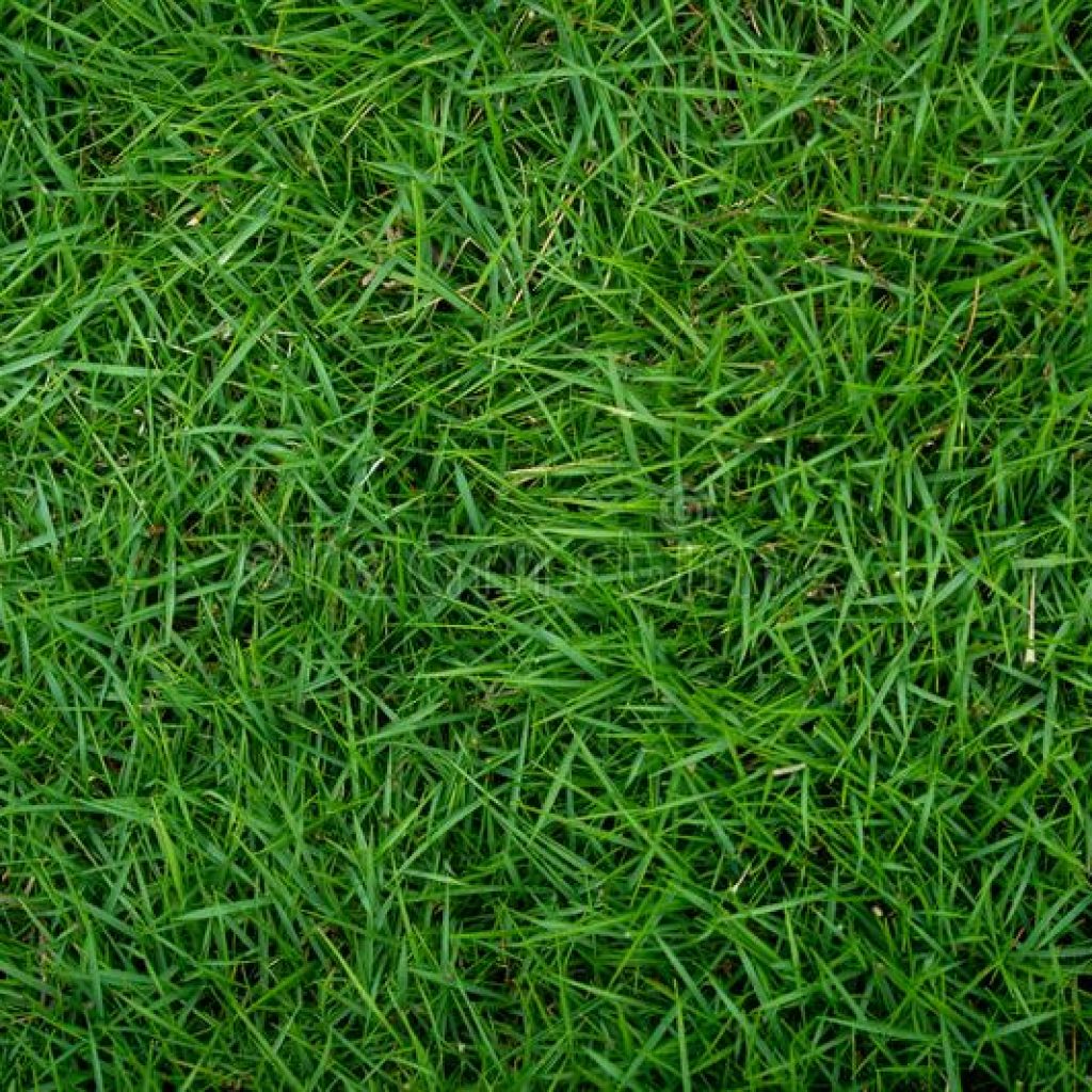 Top View Nature Green Grass Background Garden Texture 166894725 Treasure State Lifestyles